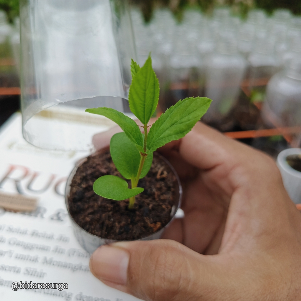 Cara Mengatasi Gangguan Jin Sihir Menggunakan Bidara - bidarasurga